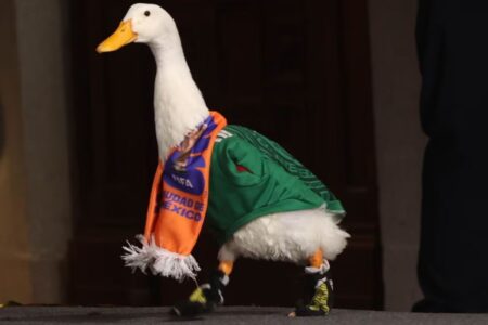 Un hombre registró marca de El Pato Merlín ante el IMPI antes